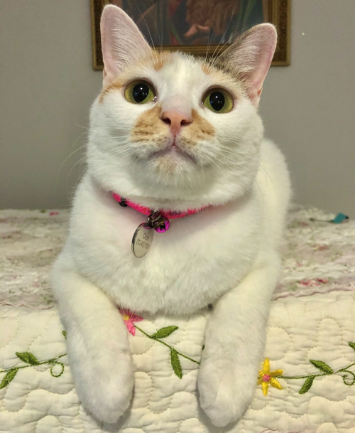 Chloe, the clever and cheeky masseuse cat | Free Malaysia Today (FMT)