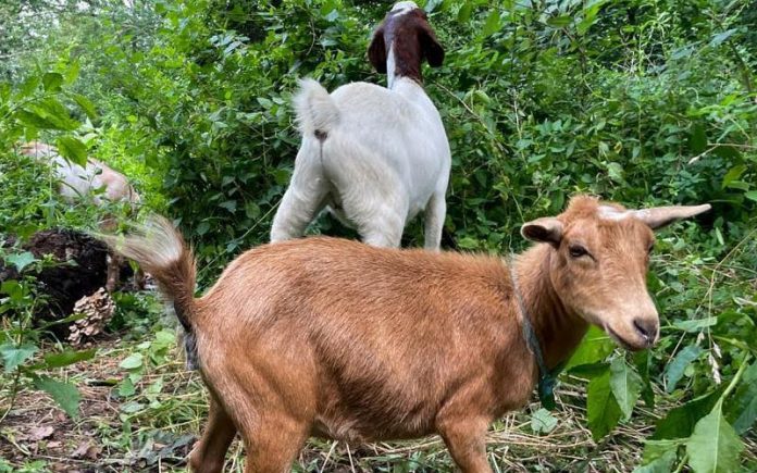 They’re baaaack! Goats have a feast in NY park, no kidding | Free ...