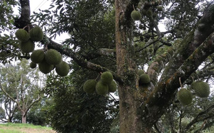 General Operations Force to stand guard at Raub durian farms | Free ...