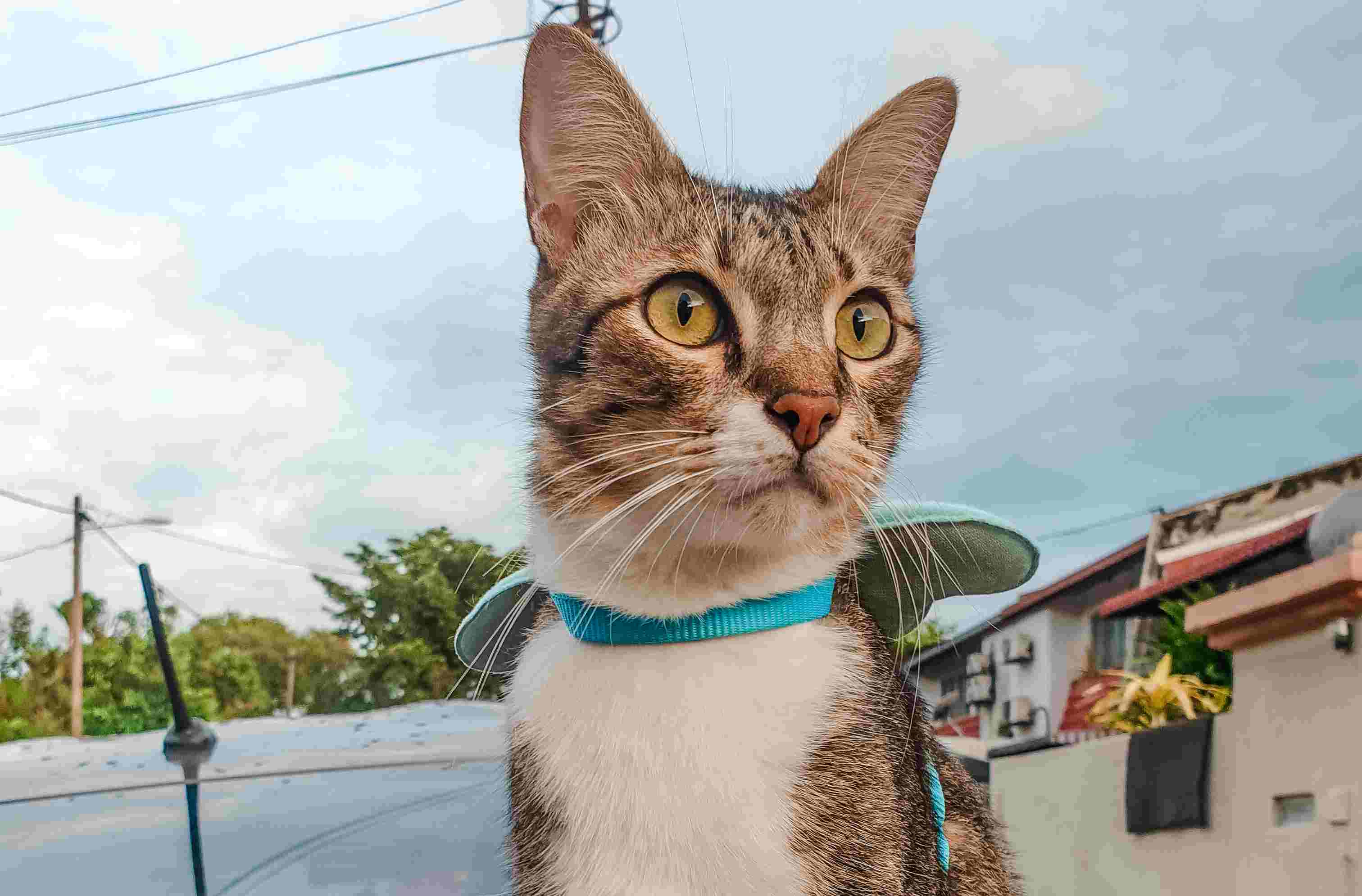 Meet Michi, the cat who just might have nine lives | Free Malaysia ...