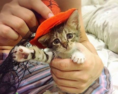 Meet Michi, the cat who just might have nine lives | FMT