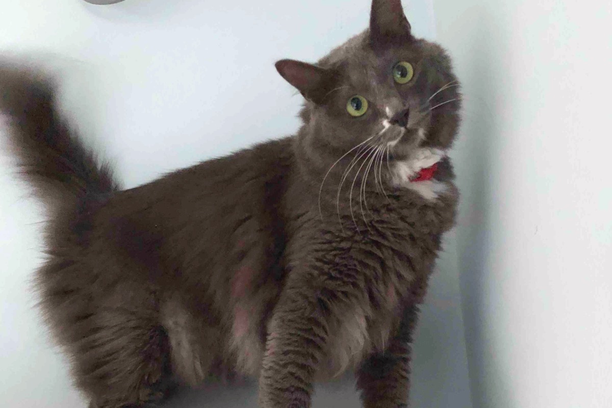 Meet Grey, of the rare Nebelung kitty breed | FMT