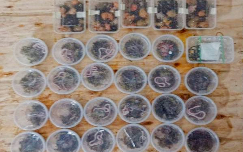 Ratusan katak, labi-labi antara haiwan eksotik ‘diselamatkan’ | FMT