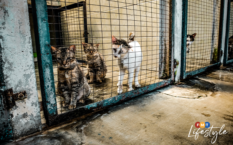 This Merdeka Day, donate and own a patch of PAWS | FMT