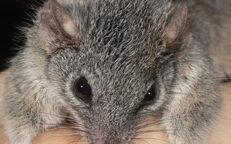 Dozens in China infected with new ‘Langya’ virus | Free Malaysia Today ...