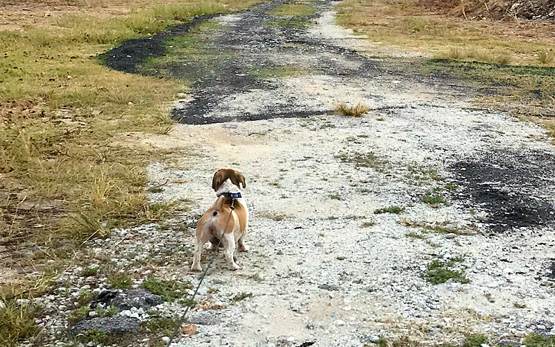 The odd tales of a tail-chasing Peking-Tzu: meet Coca | Free Malaysia ...