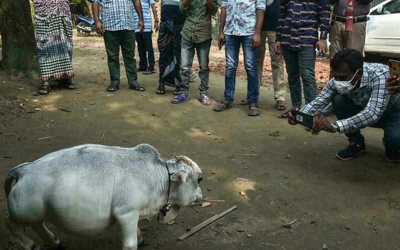 Posthumous recognition for Rani, the world’s shortest cow | FMT