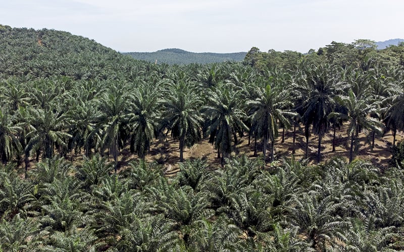 Research houses ‘neutral’ on plantation sector | FMT