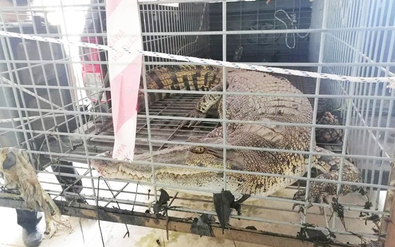 Human-croc conflict on the rise in Sabah capital, say wildlife experts ...