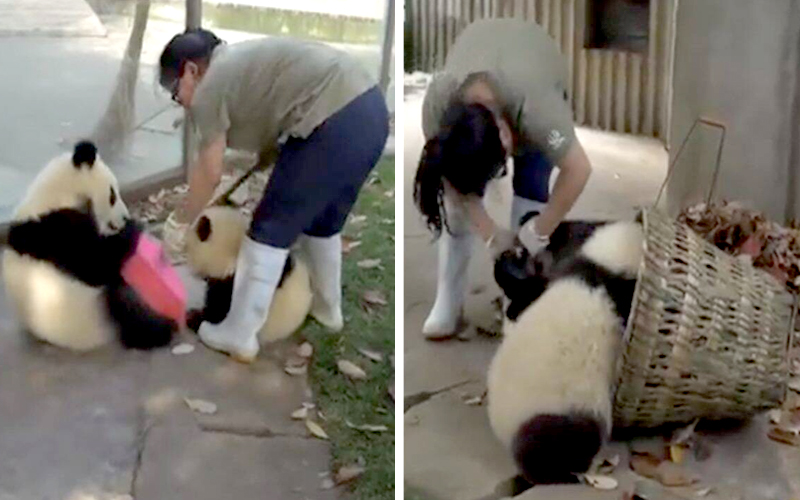 ‘Sebiji macam budak kecil’ – gelagat comel anak panda kacau penjaga ...