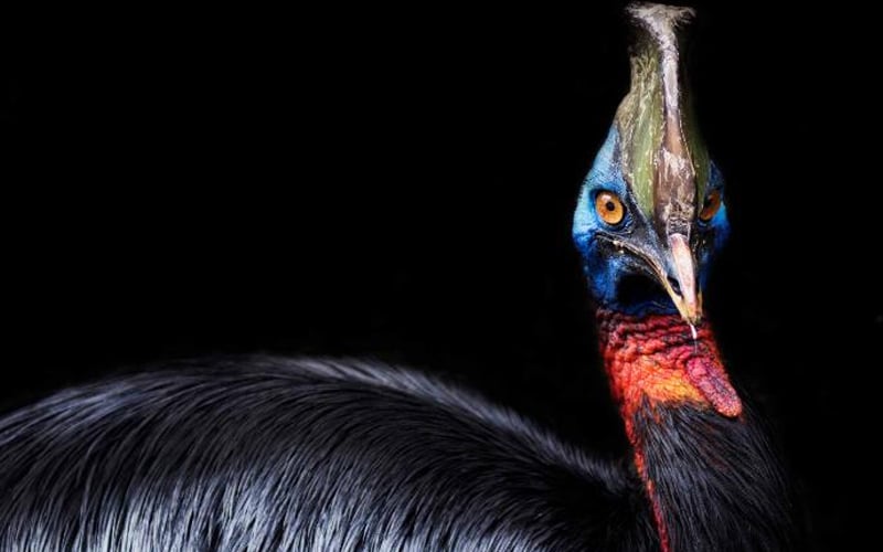 Kasawari, burung berbahaya di dunia dibela sejak 18,000 tahun lalu | FMT