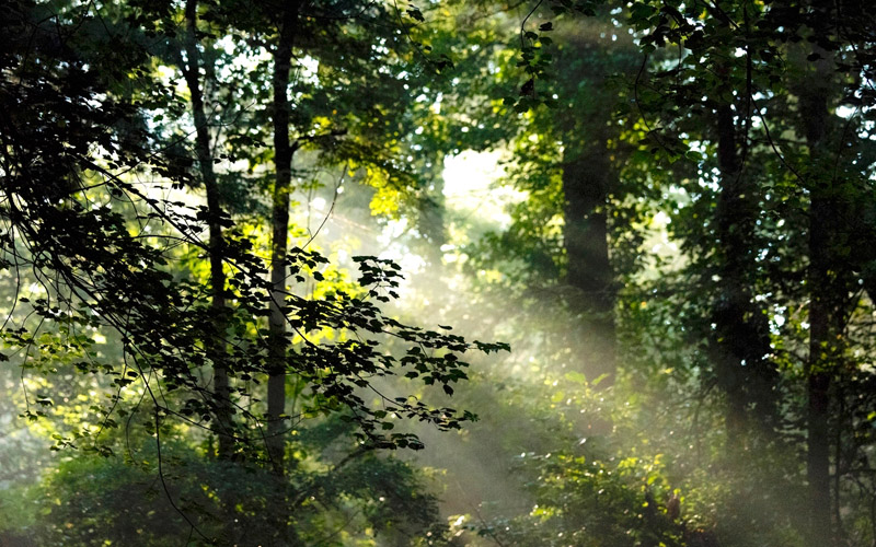 Scientists map forest temperatures to assess climate change | FMT