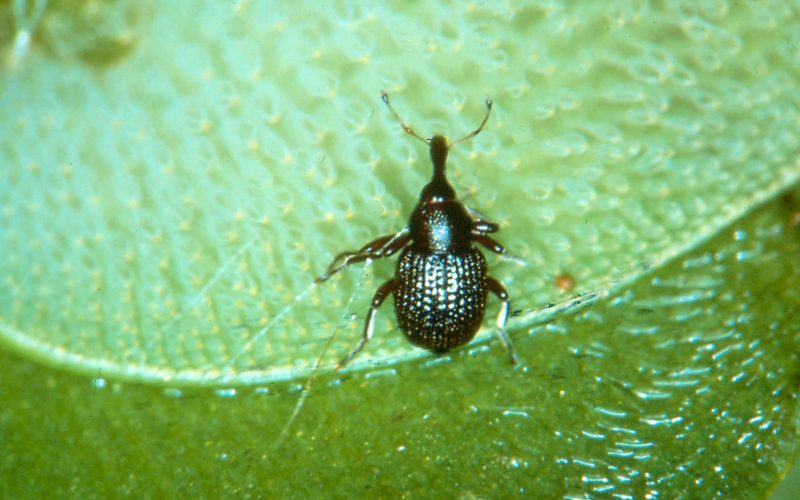 Where there’s a weevil, there’s a way to end giant weed problem | FMT