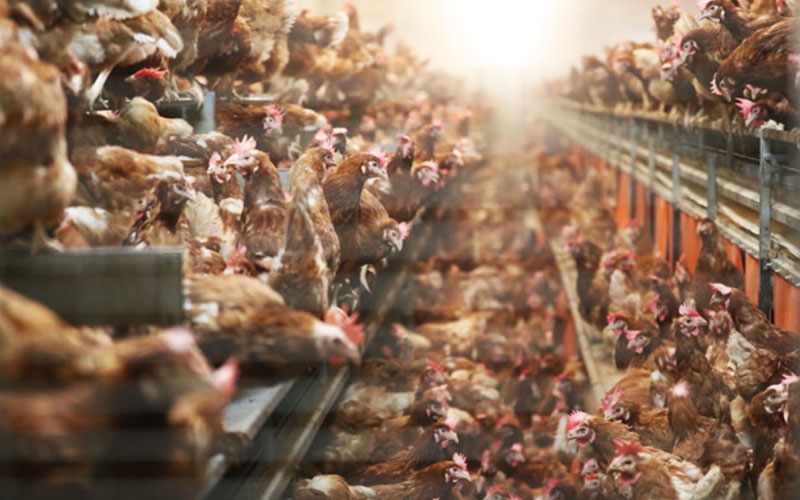 Mydin boss sounds alarm over rising chicken prices | FMT