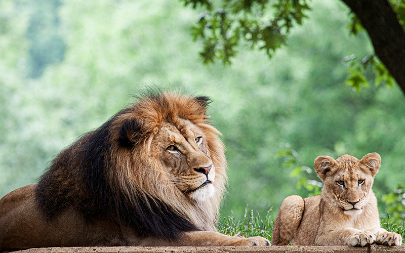 4 singa Asia di Singapura positif Covid-19 | Free Malaysia Today (FMT)