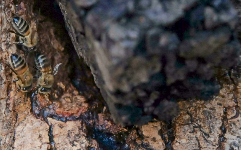 Rare wild bees have English country estate buzzing | FMT