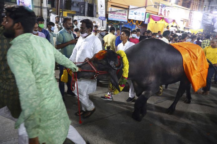 Cattle royale: India’s cow dung fight marks end of Diwali | Free ...