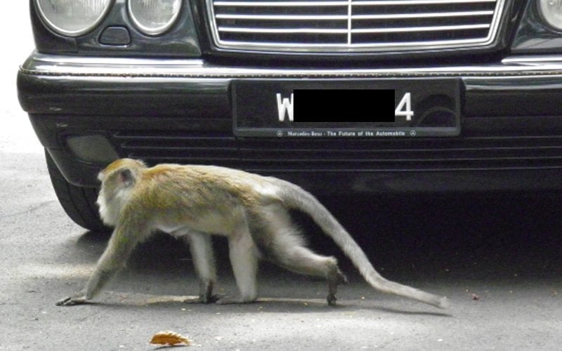 Know your Malaysian vehicle number plates | FMT