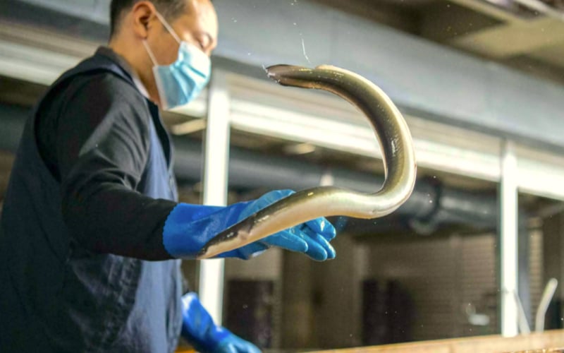 The complex world of the adored, endangered Japanese eel | FMT