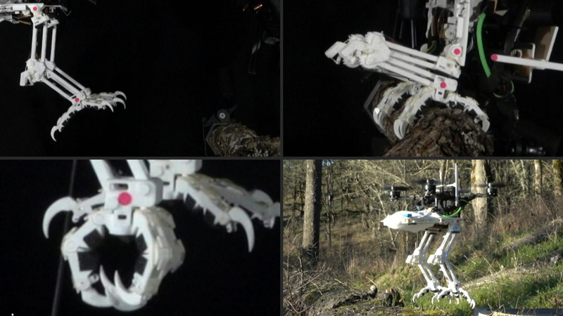Engineers build ‘bird bots’ that can grab objects | FMT