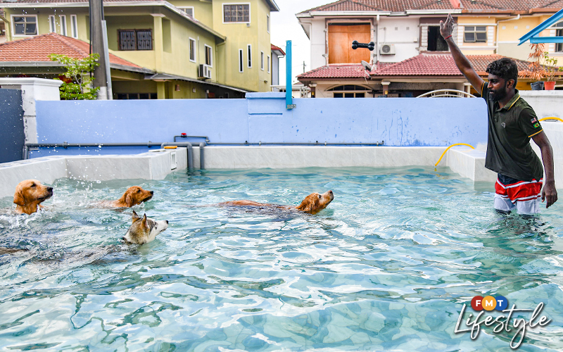 Klang now has a swimming pool for dogs | Free Malaysia Today (FMT)