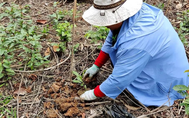 Sabah tree planting project gets UK funding boost | FMT