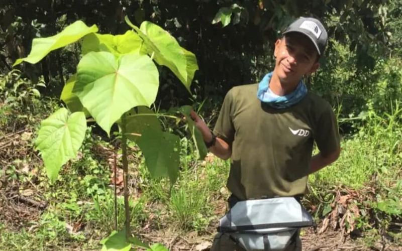 Sabah tree planting project gets UK funding boost | FMT