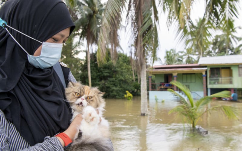 86 cats rescued from flood catastrophe | FMT