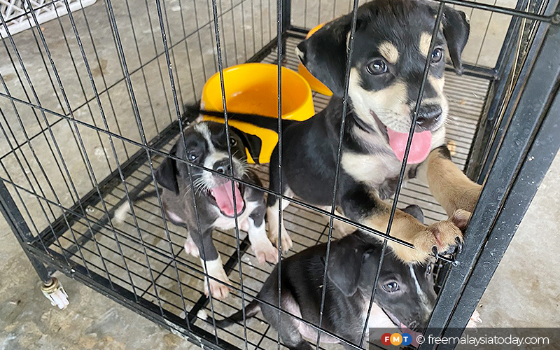 More bite for veterinary officers to act against those dumping pets | FMT