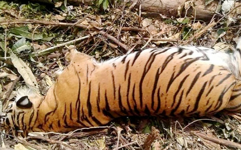 Tiger shot dead after mauling Orang Asli | FMT
