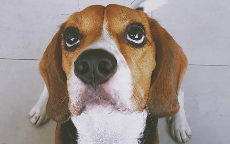 Meet Sherlock, the sneaky beagle who’ll steal your heart | FMT