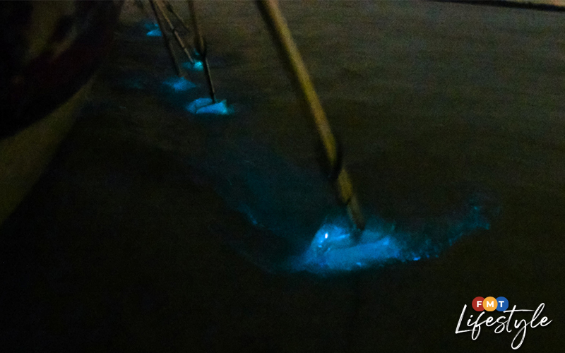 Fireflies and blue tears: magical experiences in Kuala Selangor | Free ...