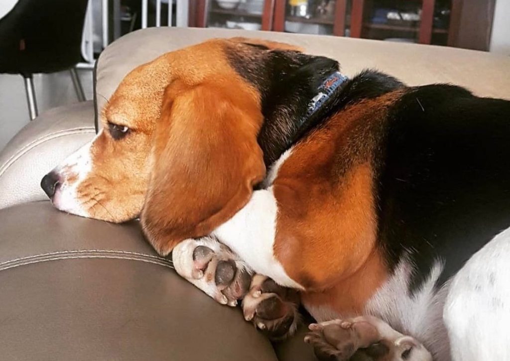 Meet Sherlock, the sneaky beagle who’ll steal your heart | Free ...