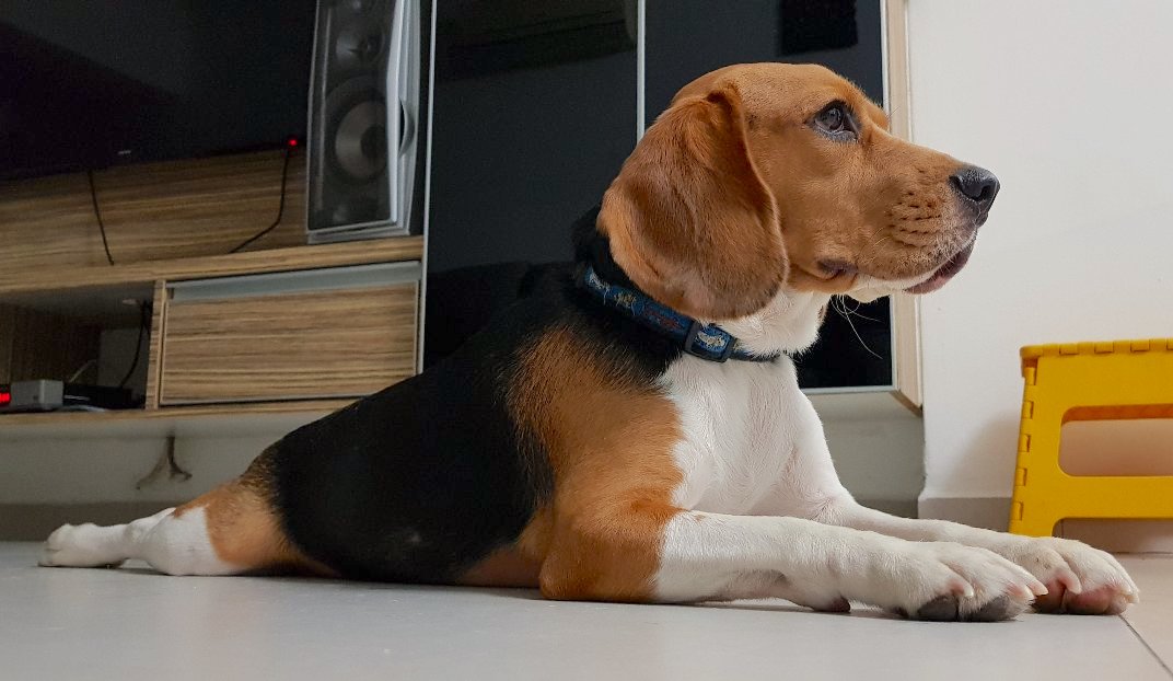 Meet Sherlock, the sneaky beagle who’ll steal your heart | Free ...