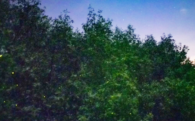 Fireflies and blue tears: magical experiences in Kuala Selangor | Free ...