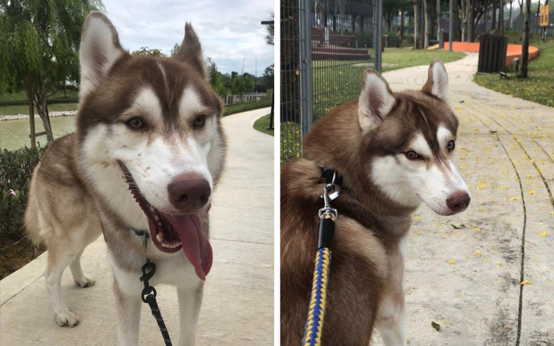 Meet Casper, the friendly Siberian Husky | Free Malaysia Today (FMT)