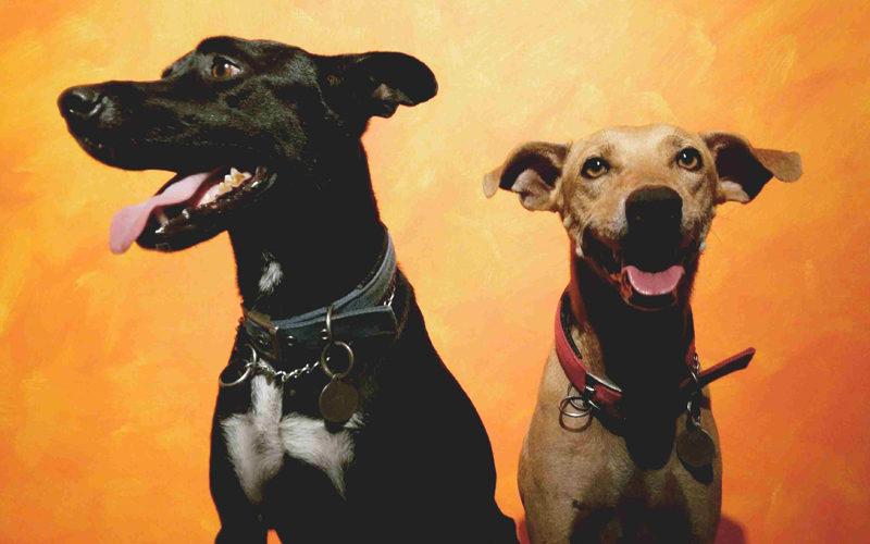 Ham and Pig: a ‘marriage’ made in heaven | FMT