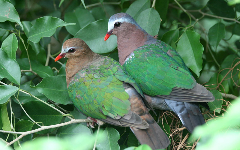 5 beautiful birds found in Malaysia | FMT