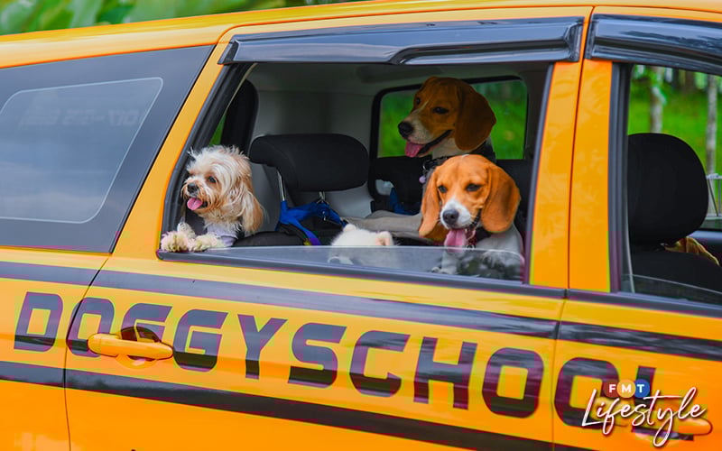 All aboard the Doggy School Bus! | FMT