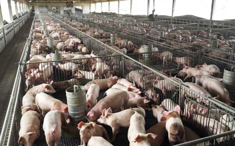 2,000 infected pigs vanish from unlicensed farms, probe ordered | FMT