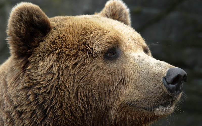 Bear rescued from Ukraine begins new life in Dutch zoo | FMT