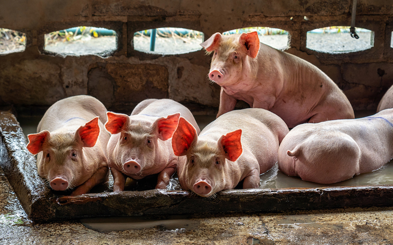 Through oinks and grunts, scientists decode pigs’ wellbeing | FMT