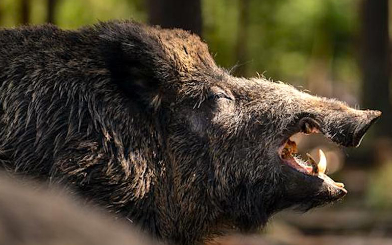 German wildlife park renames Putin the boar | FMT
