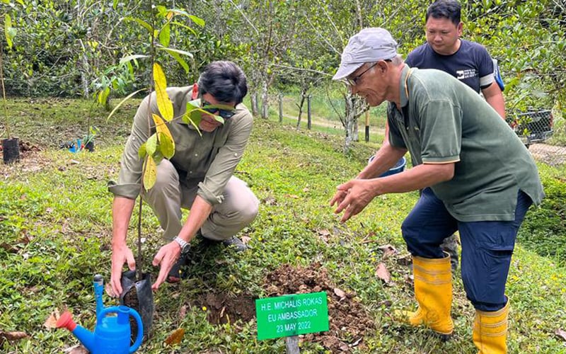 EU envoy vows to correct palm oil misconceptions in Europe | FMT