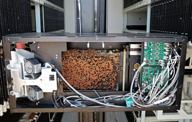 Robot hives in Israel aims to keep bees buzzing | Free Malaysia Today (FMT)