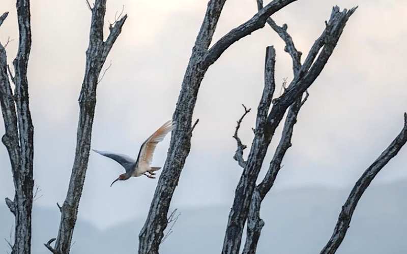 Toki: Japan’s ‘mythical’ bird brought back from the brink of extinction ...