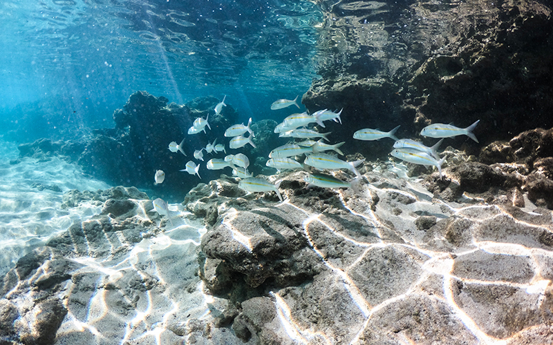 Small Pacific island takes big steps to protect its ocean | FMT