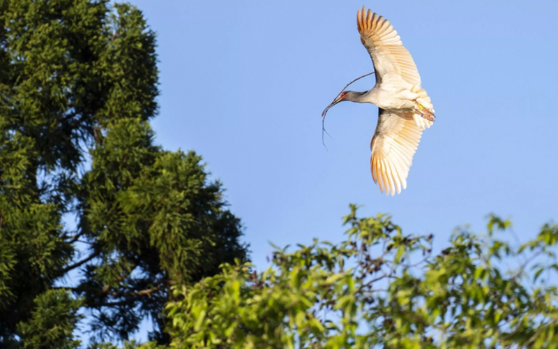 Toki: Japan’s ‘mythical’ bird brought back from the brink of extinction ...
