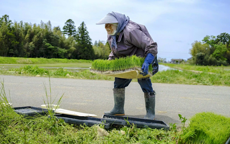 Toki: Japan’s ‘mythical’ bird brought back from the brink of extinction ...