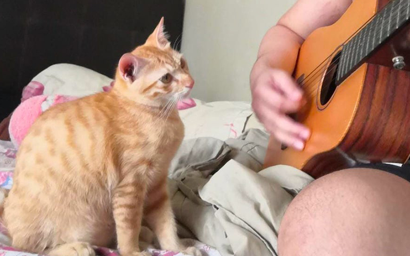 Meet Rangie, the music-loving ‘miracle’ tabby | Free Malaysia Today (FMT)